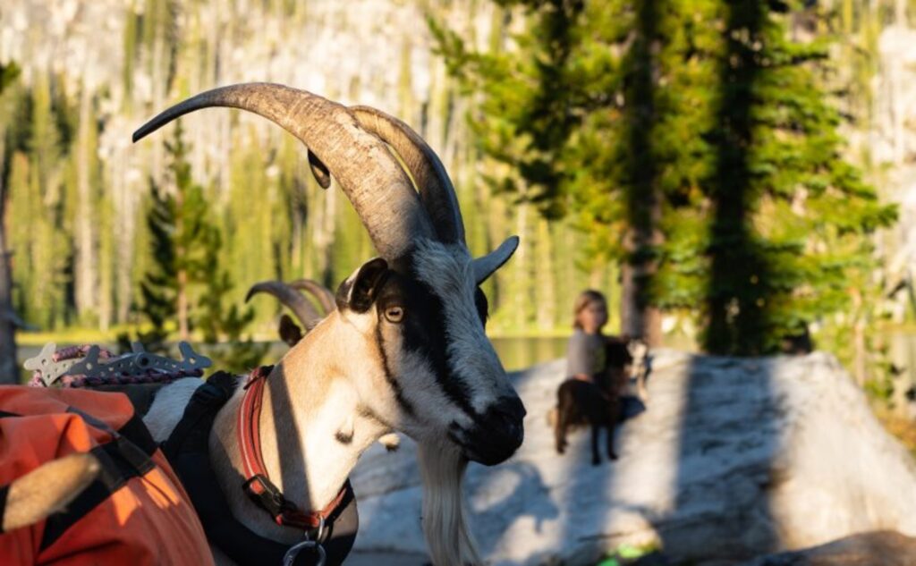 How to Deal with an Aggressive Goat - Goat Journal